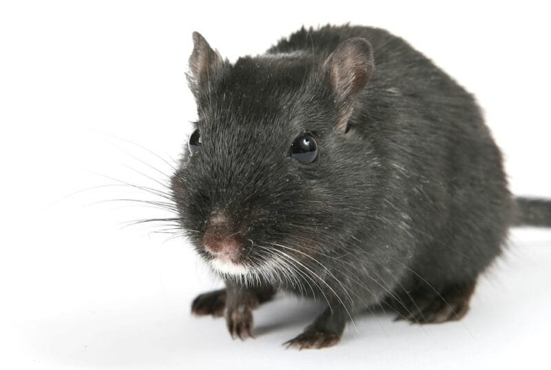 All You Need to Know About Gerbil Sizes | PetsFoto