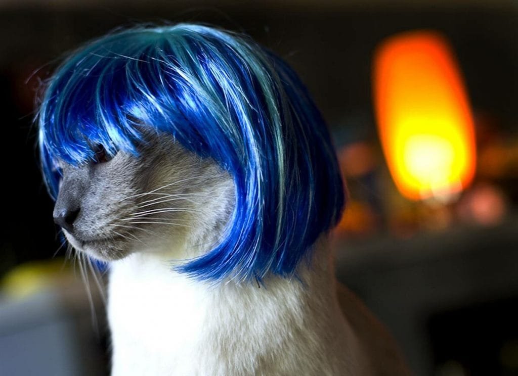 Cool Cats Haircuts PetsFoto