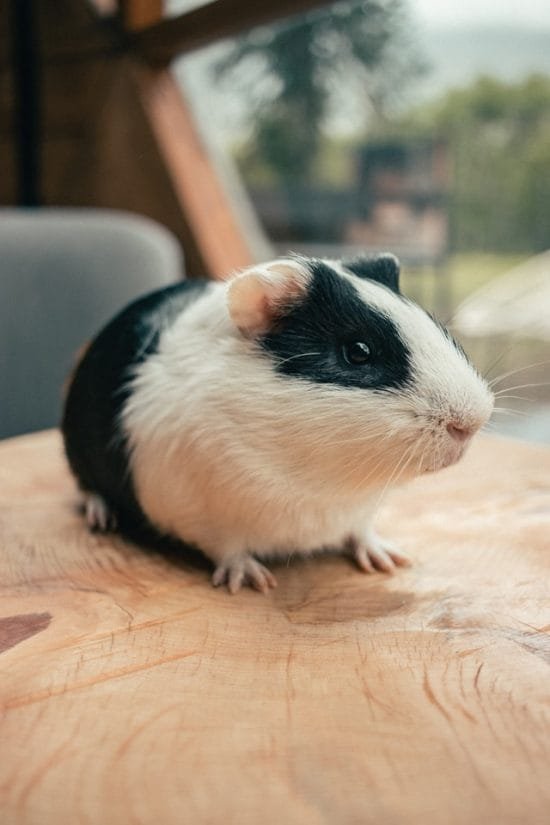 Smart Tips To Make Your Little Guinea Pig Happy | PetsFoto