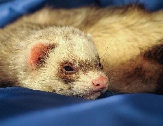 Quick Tips on How to Scruff a Ferret | PetsFoto