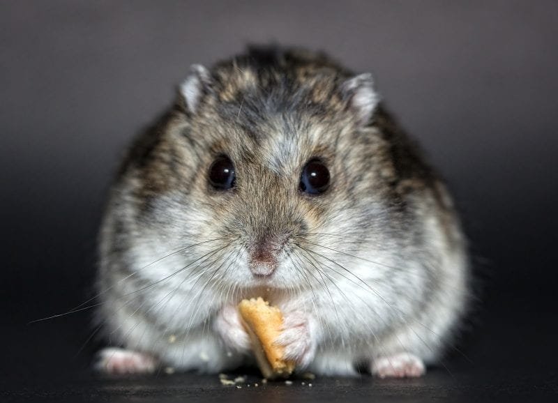 13 Very Expensive Animals | PetsFoto